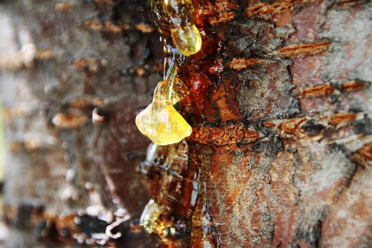 Commercial Tree Insect and Disease Management | Certified Arbor Care