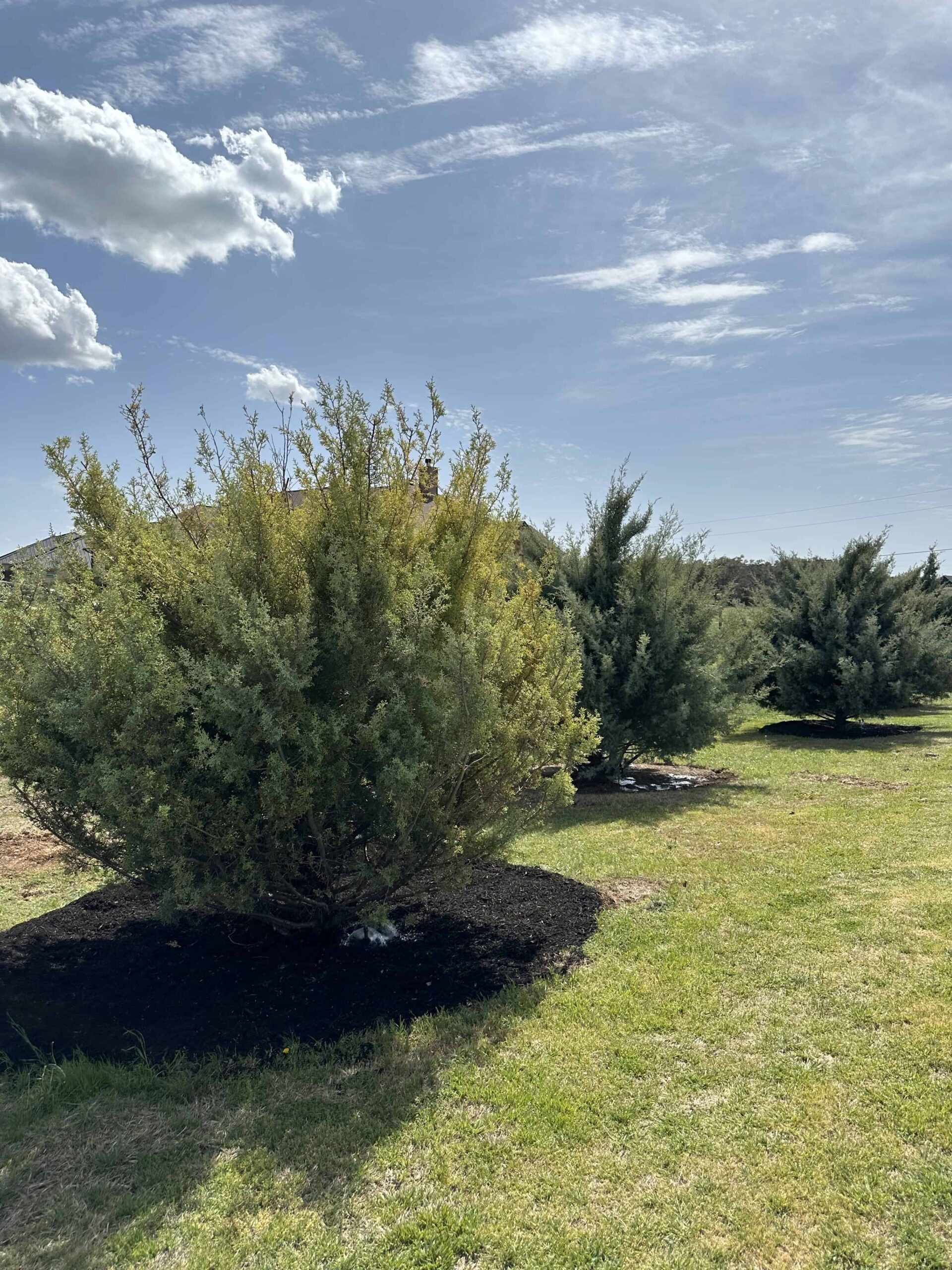 Tree Planting in the Austin Area | Certified Arbor Care