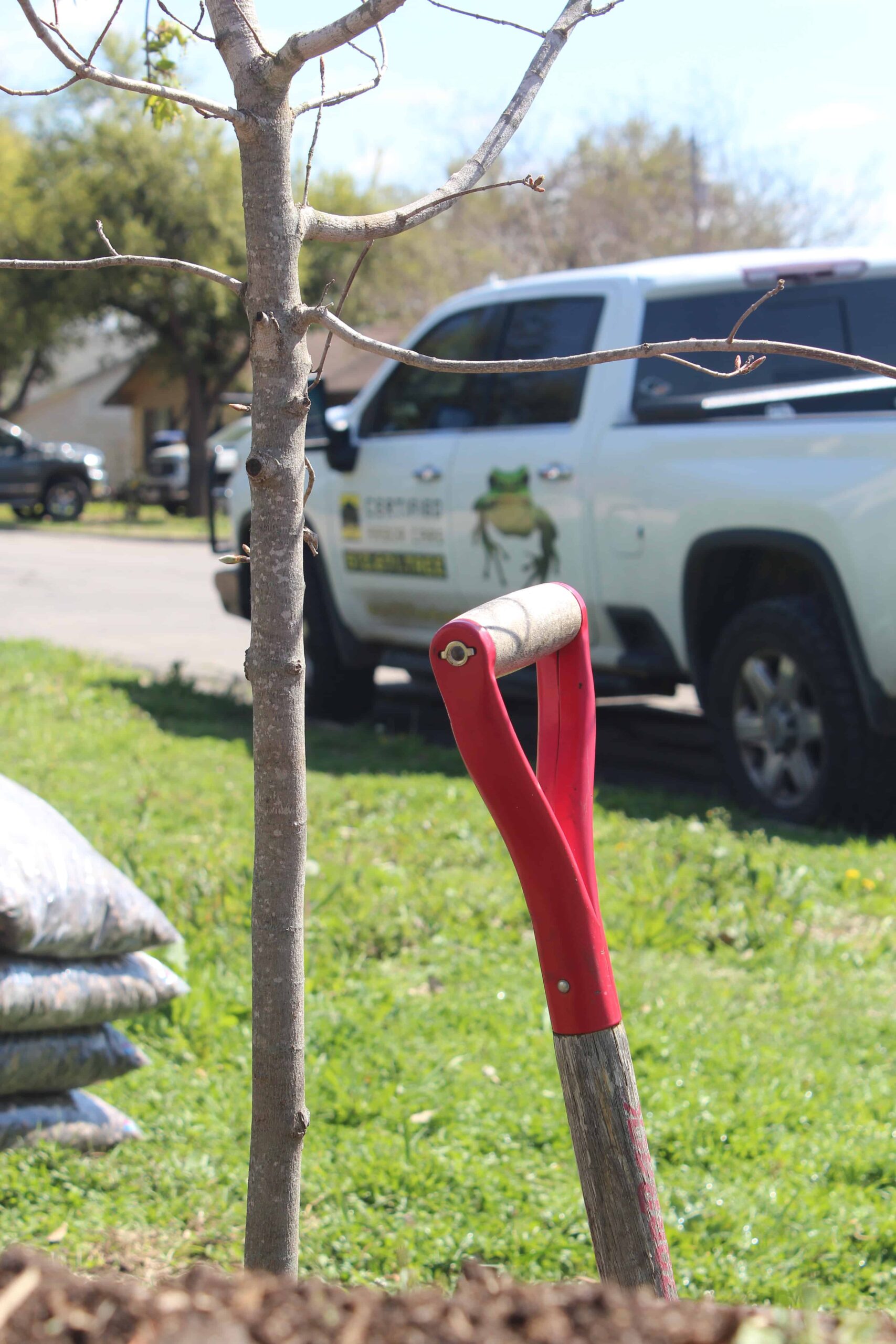 Tree Planting in the Austin Area | Certified Arbor Care